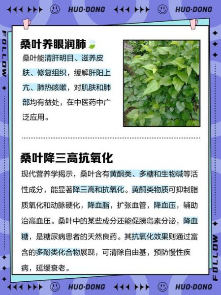 桑叶祛斑有效吗_桑叶怎么祛斑最快-第3张图片-山城妙识