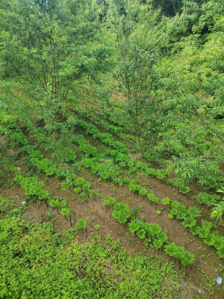 魔芋种植技术_魔芋怎么种产量高-第2张图片-山城妙识