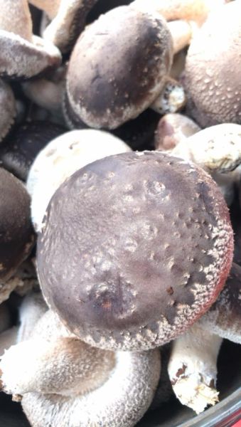 新鲜香菇批发价多少钱一斤_今日行情-第3张图片-山城妙识