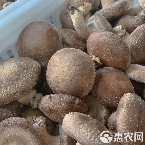 新鲜香菇批发价多少钱一斤_今日行情-第1张图片-山城妙识