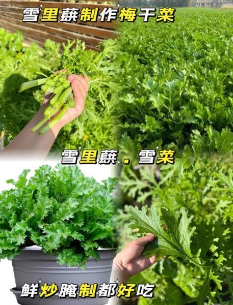 雪里蕻一年可种几茬_雪里蕻种植茬口安排-第1张图片-山城妙识