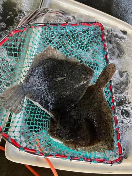 多宝鱼多少钱一斤_多宝鱼价格行情-第1张图片-山城妙识