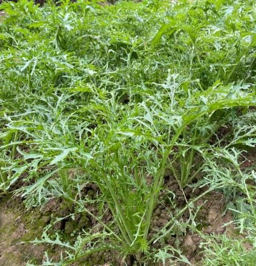 雪里蕻一年可种几茬_雪里蕻种植茬口安排-第2张图片-山城妙识