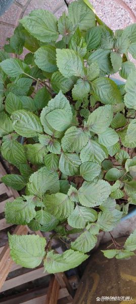 苏子叶的功效与作用适合人群_孕妇能吃吗-第3张图片-山城妙识