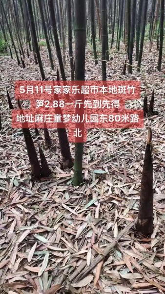 竹笋多少钱一斤_新鲜竹笋价格行情-第1张图片-山城妙识