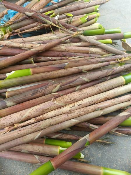 竹笋多少钱一斤_新鲜竹笋价格行情-第3张图片-山城妙识