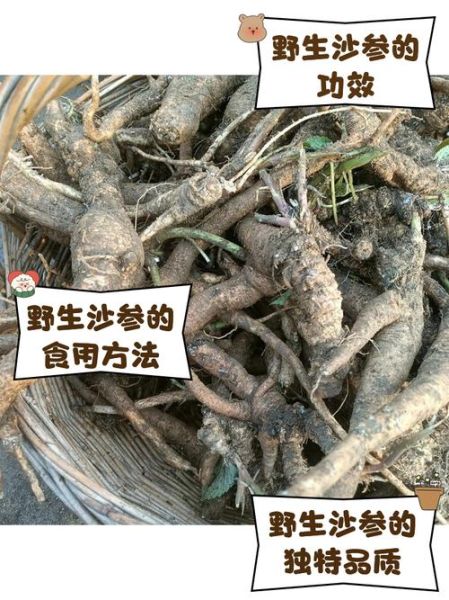 沙参的功效与作用吃法_沙参怎么吃效果最好-第3张图片-山城妙识