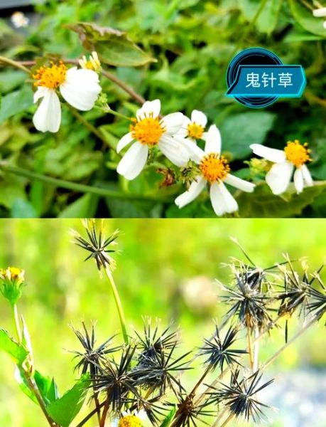 鬼针草降压效果真的好吗_鬼针草降压有副作用吗-第2张图片-山城妙识