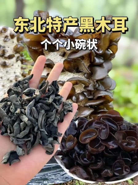 那种超大的木耳是什么品种_东北毛木耳与地栽黑木耳区别-第1张图片-山城妙识 那种超大的木耳是什么品种_东北毛木耳与地栽黑木耳区别-第1张图片-山城妙识