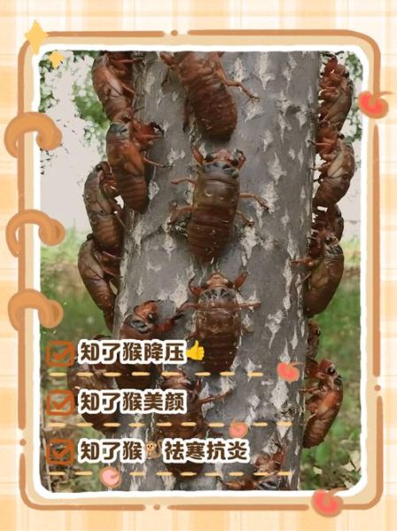 男人吃知了猴的功效与作用_男人吃知了猴补肾壮阳吗-第1张图片-山城妙识