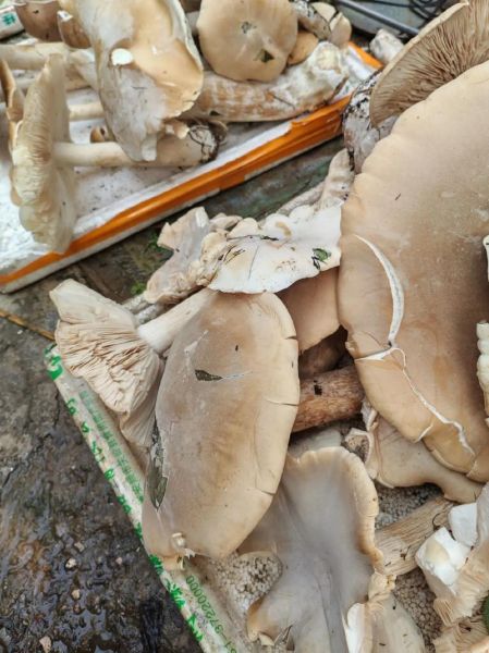 松蘑多少钱一斤_野生松蘑价格行情-第3张图片-山城妙识