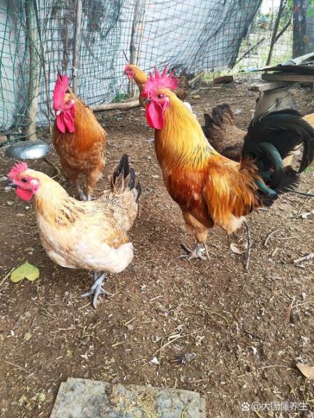 土鸡多少钱一斤_土鸡价格为什么差别大-第1张图片-山城妙识 土鸡多少钱一斤_土鸡价格为什么差别大-第1张图片-山城妙识