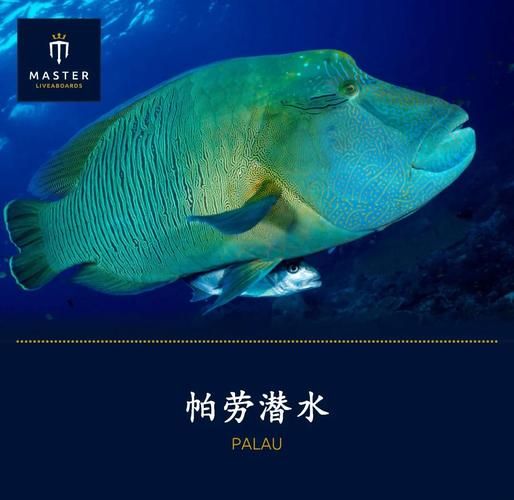 苏眉鱼2000元一斤_为什么这么贵-第1张图片-山城妙识