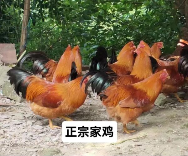 土鸡多少钱一斤_土鸡价格为什么差别大-第2张图片-山城妙识 土鸡多少钱一斤_土鸡价格为什么差别大-第2张图片-山城妙识