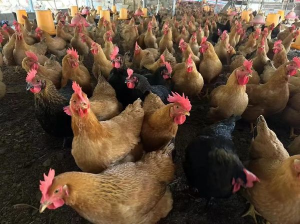 土鸡多少钱一斤_土鸡价格为什么差别大-第3张图片-山城妙识 土鸡多少钱一斤_土鸡价格为什么差别大-第3张图片-山城妙识