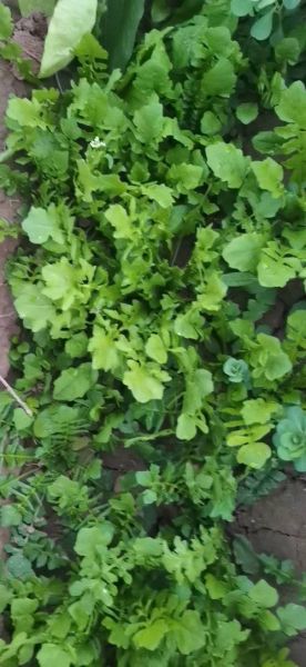 地米菜图片_地米菜长什么样-第1张图片-山城妙识 地米菜图片_地米菜长什么样-第1张图片-山城妙识