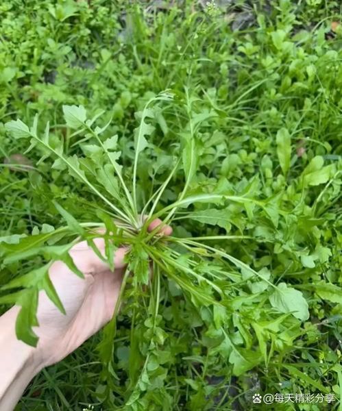 地米菜图片_地米菜长什么样-第2张图片-山城妙识 地米菜图片_地米菜长什么样-第2张图片-山城妙识