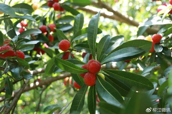 杨梅图片怎么拍好看_杨梅高清图片哪里找-第3张图片-山城妙识