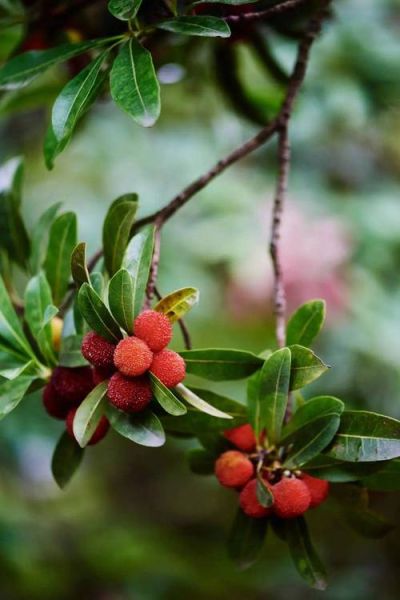 杨梅图片怎么拍好看_杨梅高清图片哪里找-第2张图片-山城妙识