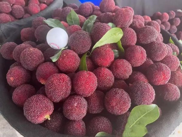 杨梅图片怎么拍好看_杨梅高清图片哪里找-第1张图片-山城妙识