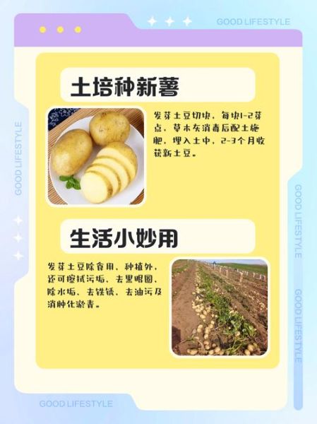 吃了发芽土豆怎么解毒_土豆发芽中毒急救方法-第3张图片-山城妙识 吃了发芽土豆怎么解毒_土豆发芽中毒急救方法-第3张图片-山城妙识