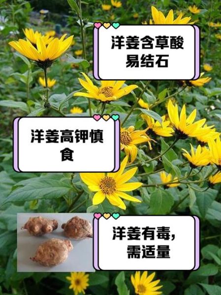 洋姜不能和什么一起吃_洋姜相克食物有哪些-第2张图片-山城妙识