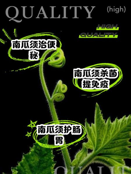 南瓜须怎么做好吃_南瓜须的家常做法大全-第1张图片-山城妙识 南瓜须怎么做好吃_南瓜须的家常做法大全-第1张图片-山城妙识