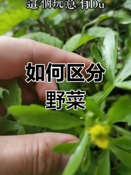 野芹菜可以吃吗_野芹菜和毒芹怎么区分-第1张图片-山城妙识