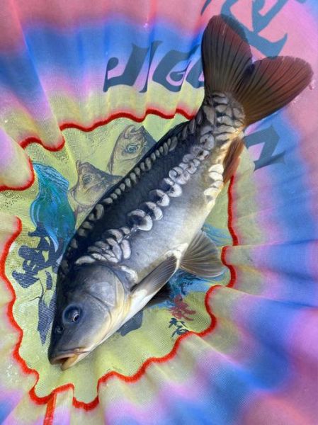 三道鳞多少钱一斤_2024最新价格-第1张图片-山城妙识