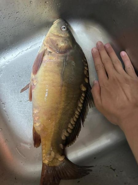 三道鳞多少钱一斤_2024最新价格-第2张图片-山城妙识