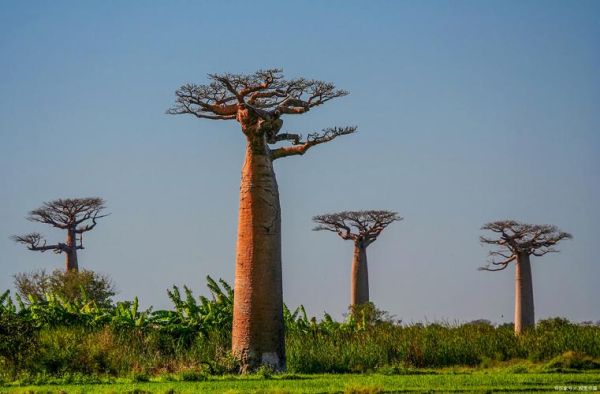 面包树为什么叫面包树_面包树名字的由来-第3张图片-山城妙识