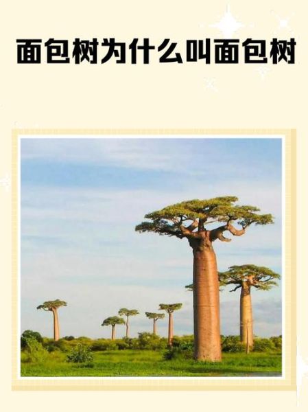 面包树为什么叫面包树_面包树名字的由来-第2张图片-山城妙识