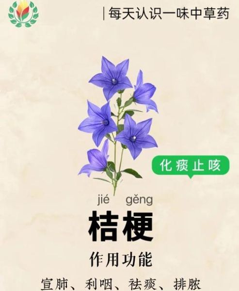 桔梗的功效与作用主要治什么病_桔梗能治咳嗽痰多吗-第3张图片-山城妙识 桔梗的功效与作用主要治什么病_桔梗能治咳嗽痰多吗-第3张图片-山城妙识