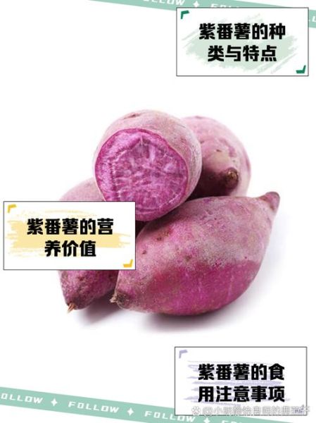 紫地瓜的营养价值_紫地瓜的功效与作用-第1张图片-山城妙识 紫地瓜的营养价值_紫地瓜的功效与作用-第1张图片-山城妙识