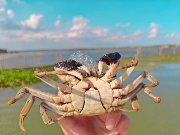 大闸蟹哪里最正宗_阳澄湖大闸蟹为什么贵-第2张图片-山城妙识 大闸蟹哪里最正宗_阳澄湖大闸蟹为什么贵-第2张图片-山城妙识