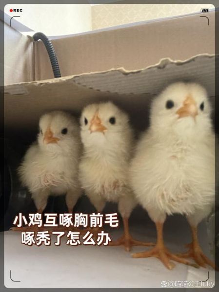 小鸡怎么养_小鸡不吃食怎么办-第3张图片-山城妙识