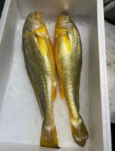 大黄花鱼是海鱼吗_大黄花鱼是淡水鱼吗-第1张图片-山城妙识