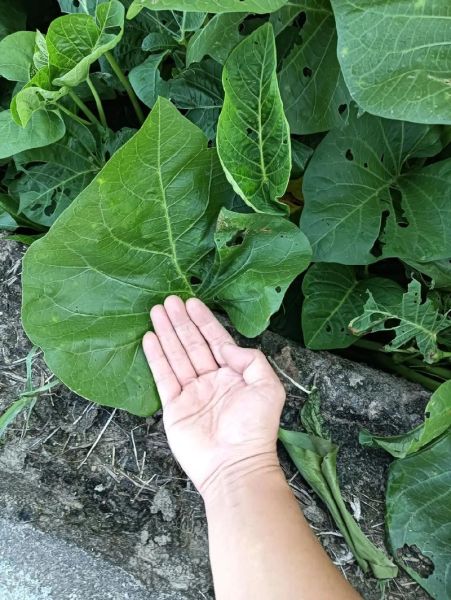 空心菜叶子能降血压吗_空心菜叶子怎么吃最营养-第3张图片-山城妙识 空心菜叶子能降血压吗_空心菜叶子怎么吃最营养-第3张图片-山城妙识