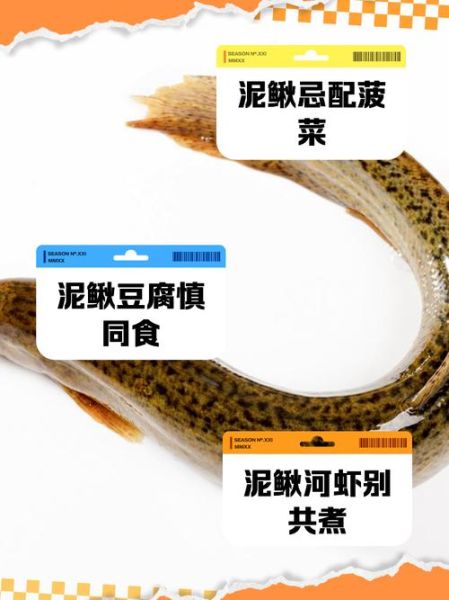 吃泥鳅的禁忌_泥鳅不能和什么一起吃-第3张图片-山城妙识 吃泥鳅的禁忌_泥鳅不能和什么一起吃-第3张图片-山城妙识