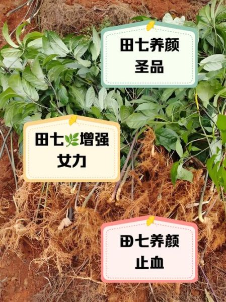 田七多少钱一斤_田七价格受哪些因素影响-第3张图片-山城妙识 田七多少钱一斤_田七价格受哪些因素影响-第3张图片-山城妙识
