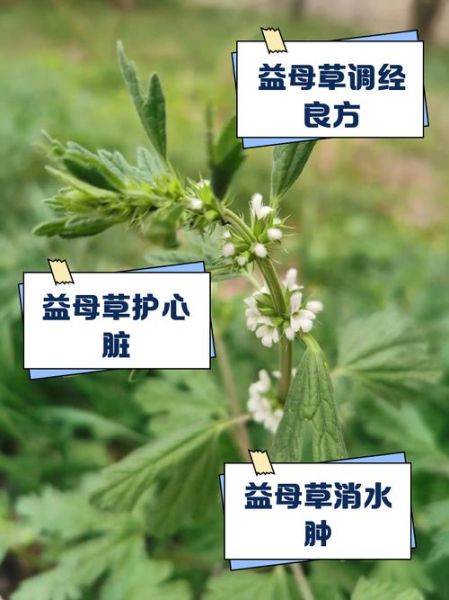 益母草的功效与作用有哪些_益母草适合什么人吃-第1张图片-山城妙识