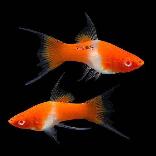 剑尾鱼怎么养_剑尾鱼能和什么鱼混养-第3张图片-山城妙识 剑尾鱼怎么养_剑尾鱼能和什么鱼混养-第3张图片-山城妙识