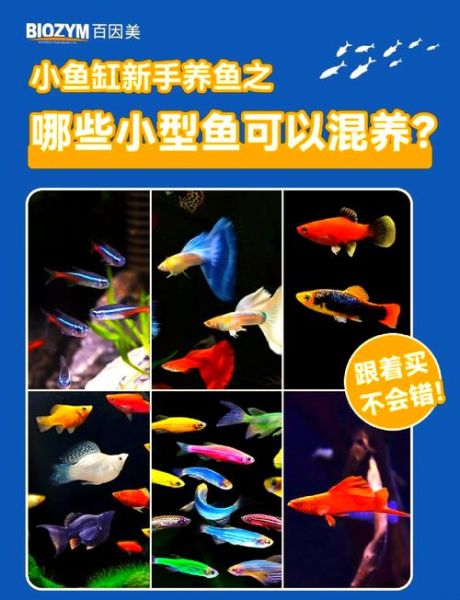 剑尾鱼怎么养_剑尾鱼能和什么鱼混养-第1张图片-山城妙识 剑尾鱼怎么养_剑尾鱼能和什么鱼混养-第1张图片-山城妙识