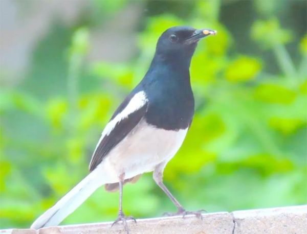 四喜鸟图片怎么拍_四喜鸟图片大全在哪找-第3张图片-山城妙识