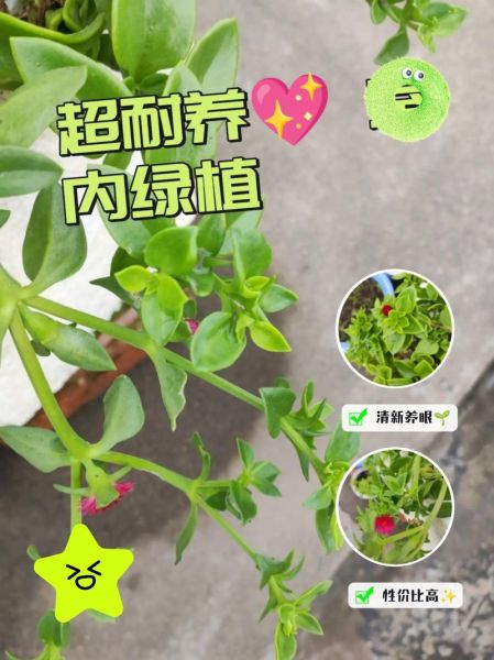 田七苗图片长什么样_田七苗与三七苗区别-第1张图片-山城妙识