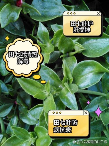 田七苗图片长什么样_田七苗与三七苗区别-第2张图片-山城妙识