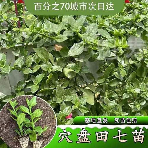 田七苗图片长什么样_田七苗与三七苗区别-第3张图片-山城妙识