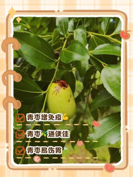 青枣的功效与作用禁忌_青枣吃多了会上火吗-第2张图片-山城妙识 青枣的功效与作用禁忌_青枣吃多了会上火吗-第2张图片-山城妙识