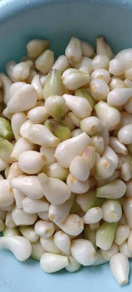 荞头长什么样_荞头和葱的区别-第1张图片-山城妙识 荞头长什么样_荞头和葱的区别-第1张图片-山城妙识