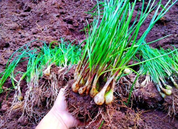 荞头长什么样_荞头和葱的区别-第3张图片-山城妙识 荞头长什么样_荞头和葱的区别-第3张图片-山城妙识